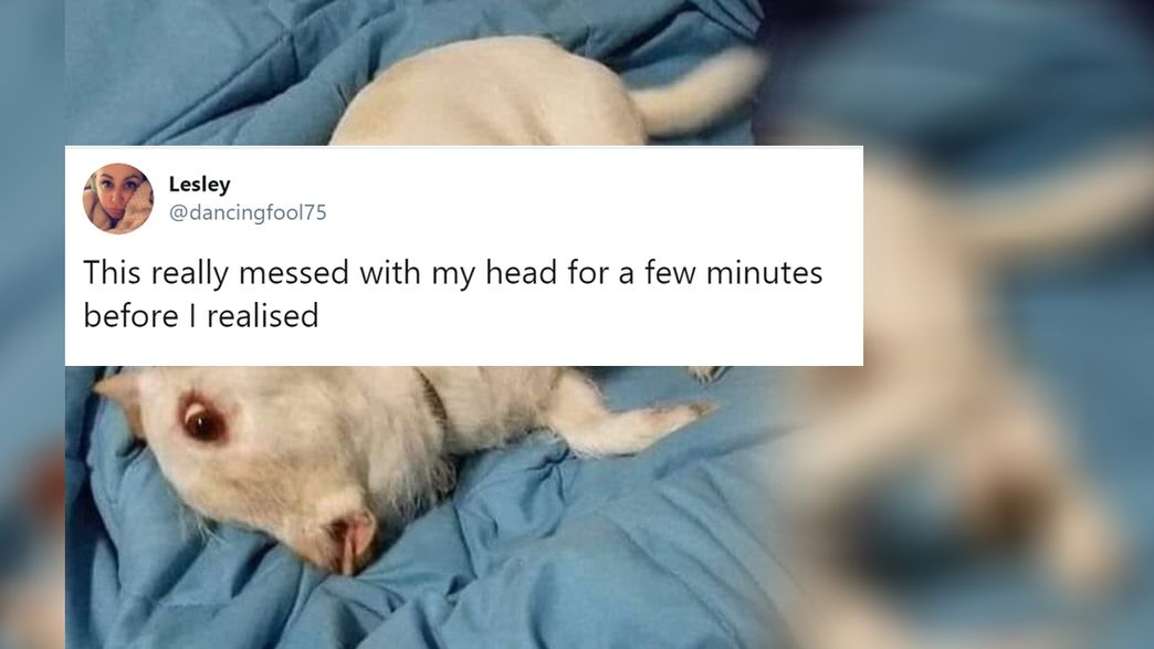 Optical Illusion Makes Little Doggo Look Like A Goat Monster | IFLScience