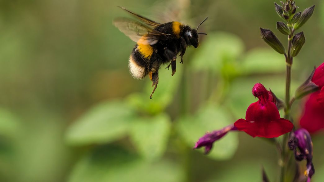 Climate Change Is Pushing Bumblebees Towards Extinction | IFLScience