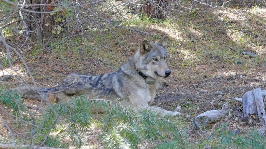 Lone Wolf Who Roamed Nearly 9,000 Miles In Search Of Mate Found Dead ...