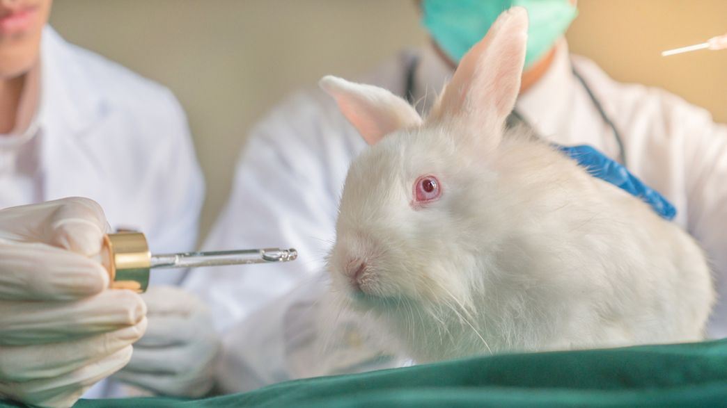 Lab Animals Can Now Be Adopted After Being Used In Experiments, Says US ...