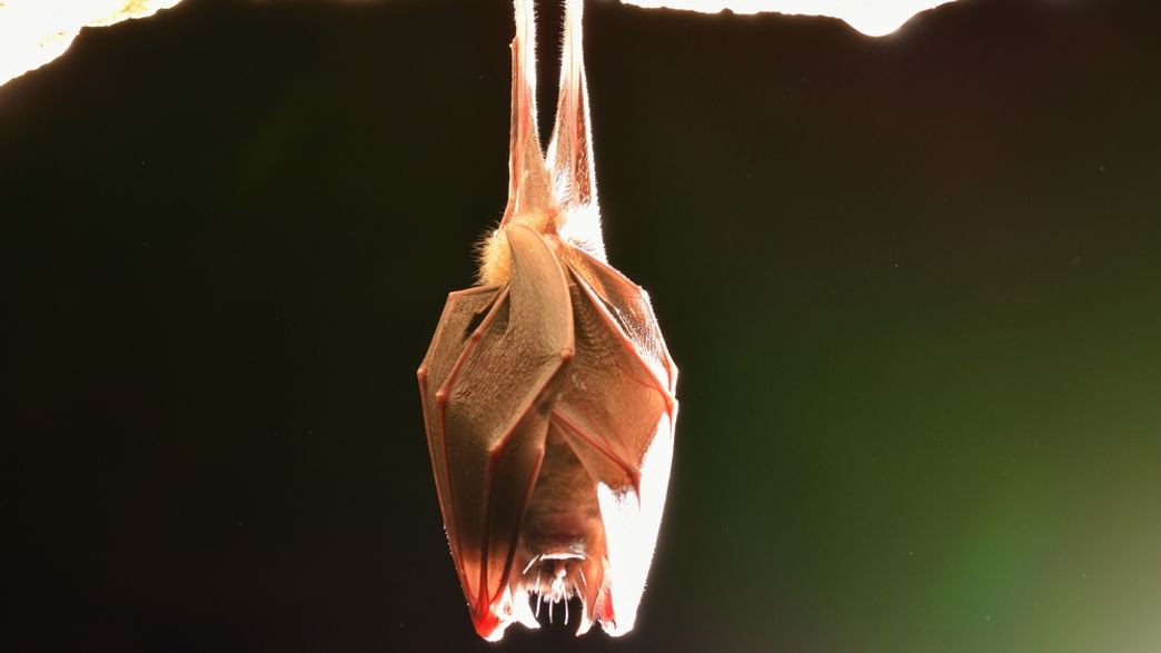 Why Do Bats Carry So Many Dangerous Diseases? | IFLScience