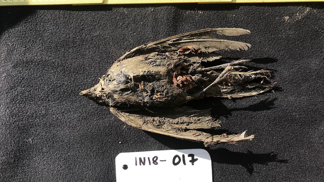 Ice Age Bird Found Frozen In Siberian Permafrost | IFLScience