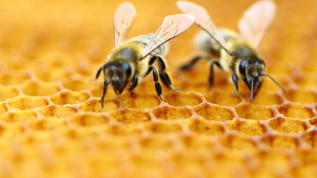 Genetically Modified Bacteria Could Save The Bees | IFLScience