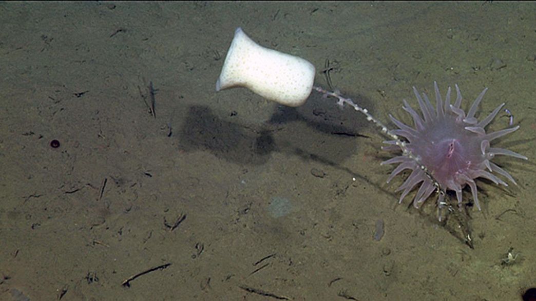 Deep-Sea Sponges Caught “Sneezing" On Camera | IFLScience