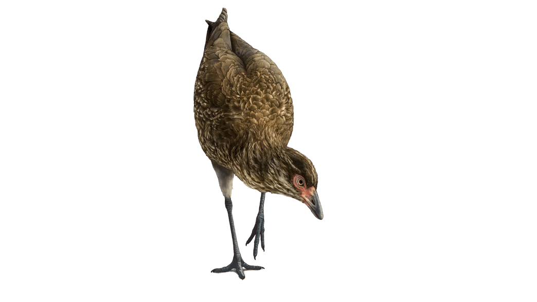 Meet The “Wonderchicken”, The Oldest Known Fossil Of Modern Birds Ever ...