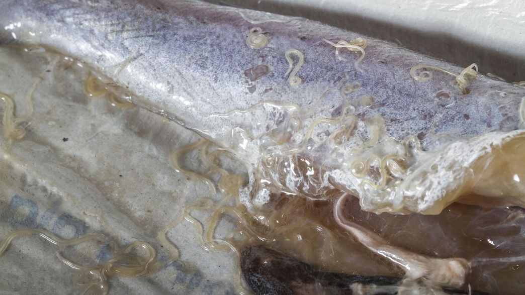 283 Times More “Sushi Parasites” Have Wormed Their Way Into Fish Over ...