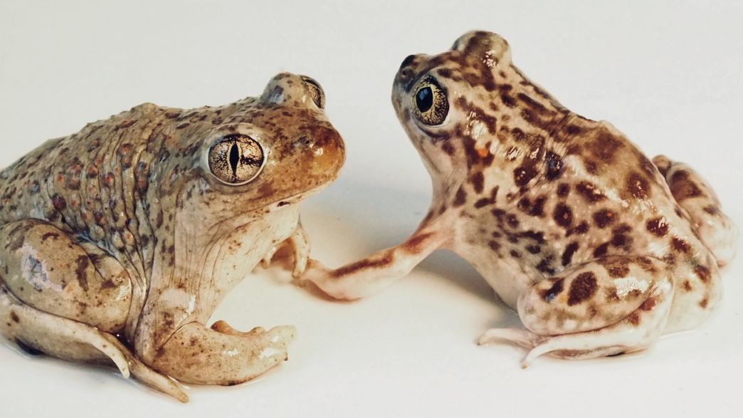 Toads Know When To Look For Love Across Species Barriers | IFLScience