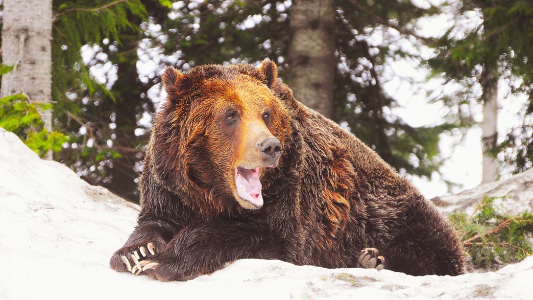 Adorable Video Of A Bear Waking Up To The State Of 2020 Is An Absolute ...