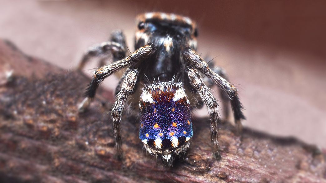 Spider Resembling Van Gogh's "Starry Night" Among Seven New Australian ...