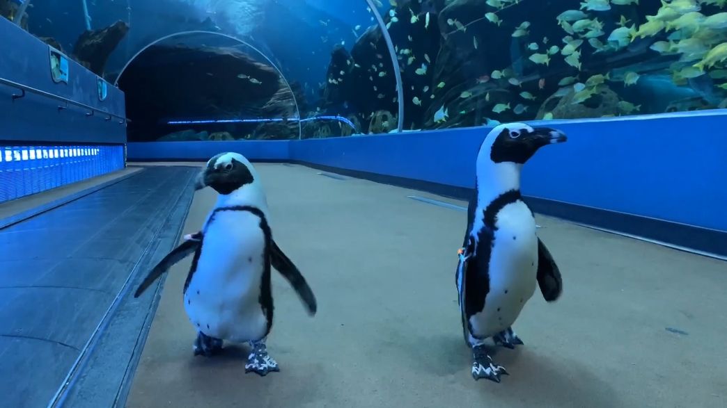 This Is How Zoos Across The World Are Keeping Their Animals Stimulated ...