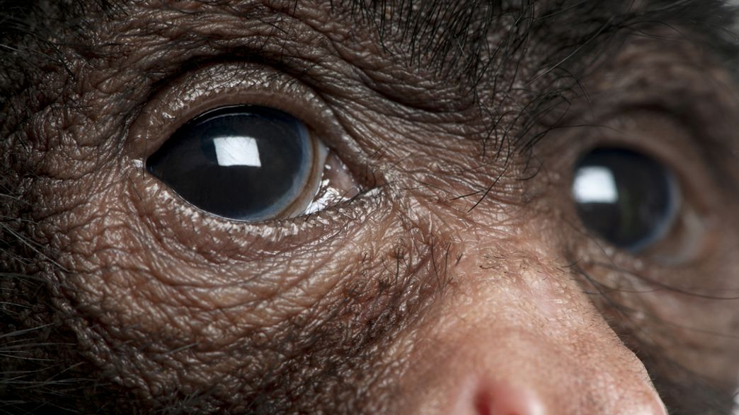 A Second Group Of Primates May Have Rafted From Africa To South America ...
