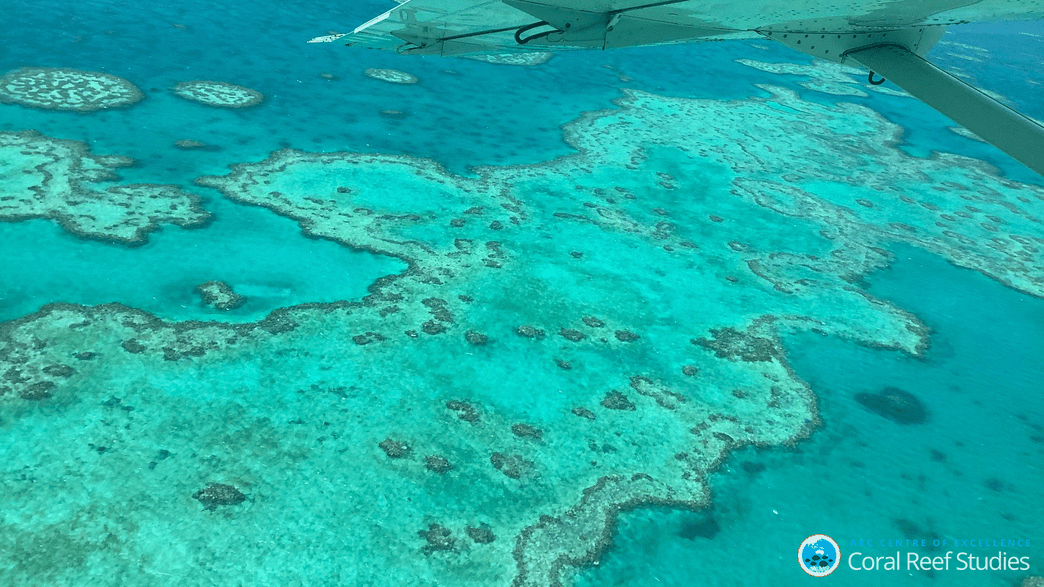 The Great Barrier Reef's Latest Bleaching Event Is The Most Widespread ...