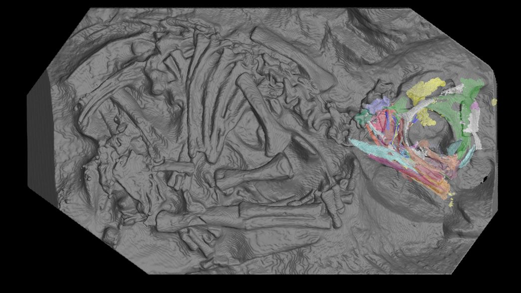 Stunning Baby Dinosaur Embryos Revealed By Particle Accelerator ...