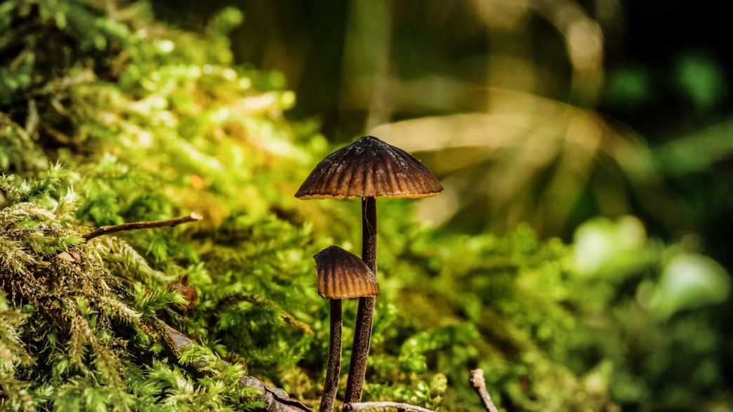 Magic Mushroom Compound Psilocybin Can Be Grown Using Yeast | IFLScience