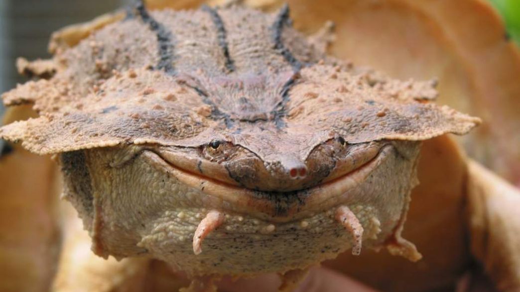 New Species Of Mata Mata Turtle Discovered And Its Face Is Everyone's ...