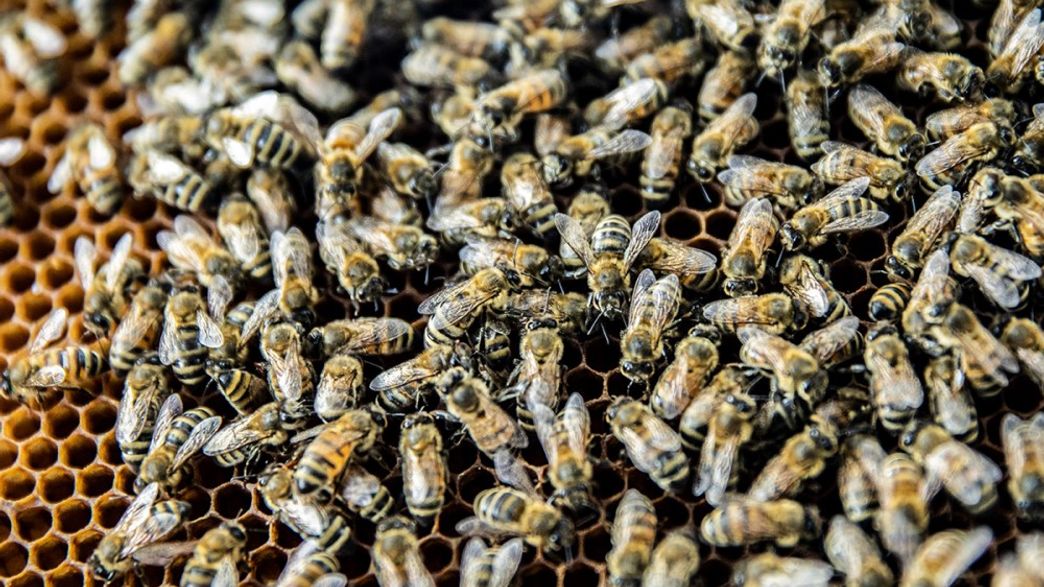 Deadly Virus Helps Infected Bees Get Past The Guards Of Healthy Hives ...