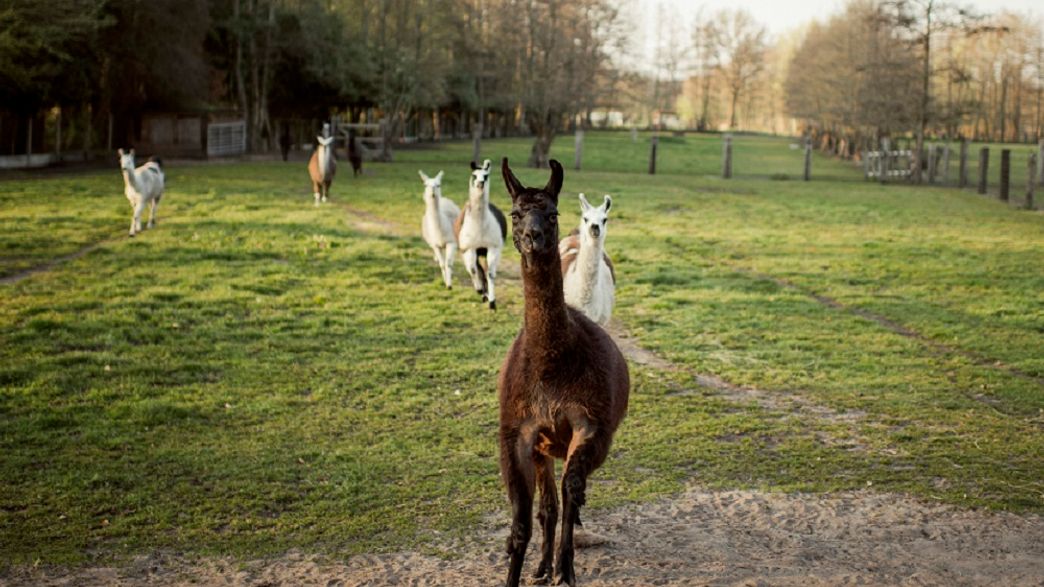 Llama Antibodies Could Be Used To Help Combat Covid-19 | IFLScience