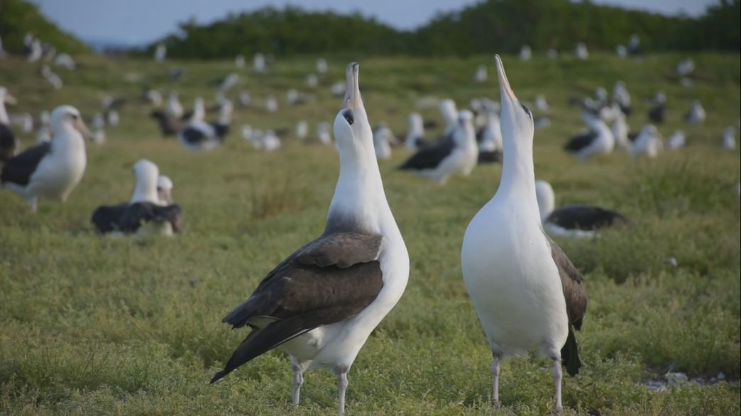 Video Of Albatross “Courtship Dance” Is The Kind Of Positivity We All ...