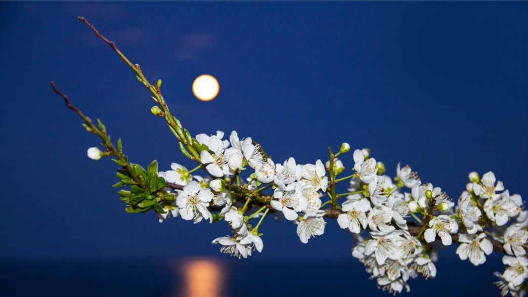This Week's Super "Flower Moon" Will Be The Last Supermoon Of 2020 ...