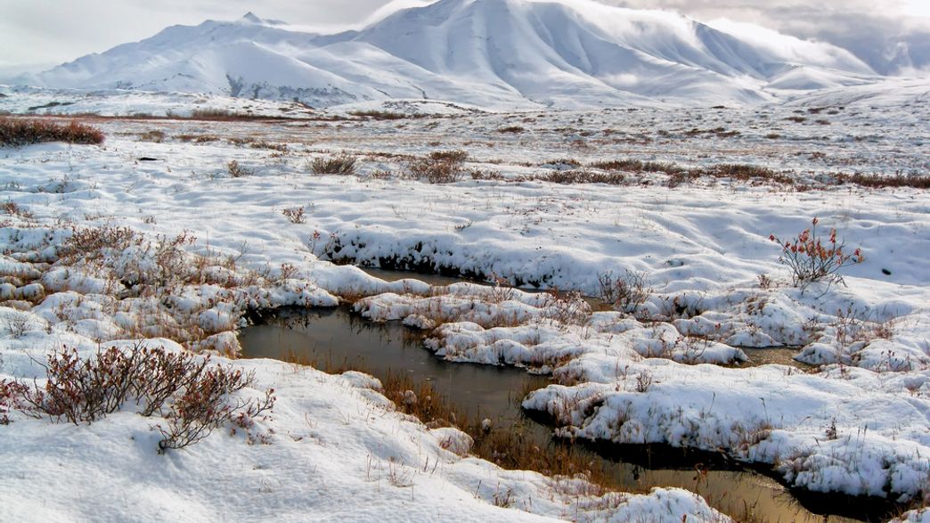 Climate Change Is Turning One Of The Arctic's Most Abundant ...