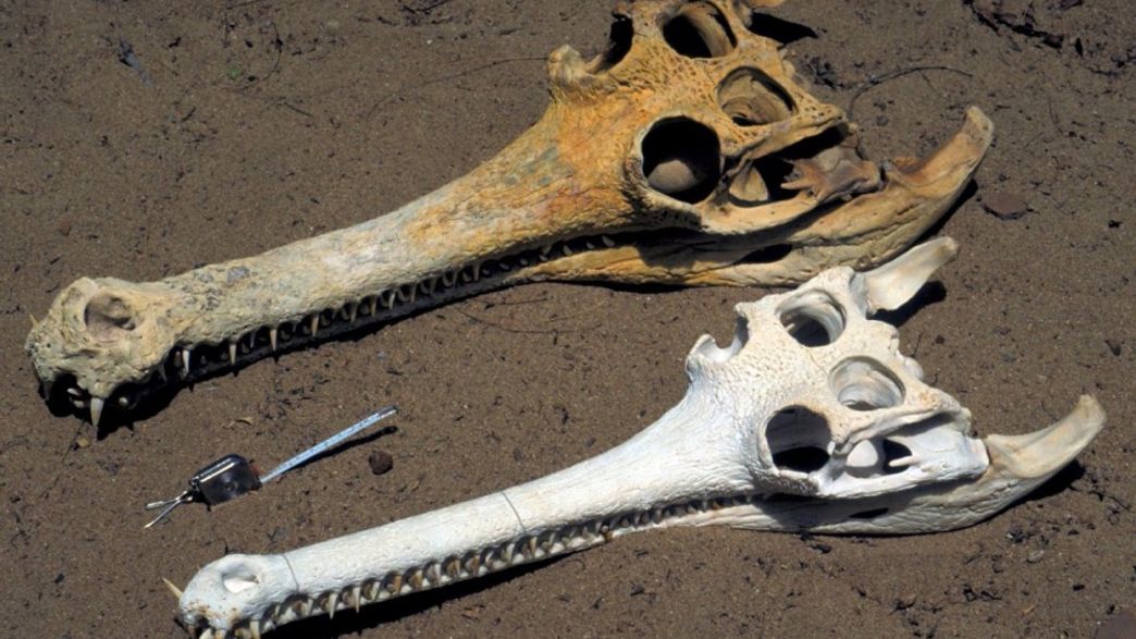 How Do You Know If A Dinosaur Was Male Or Female? Scientists Say It's ...