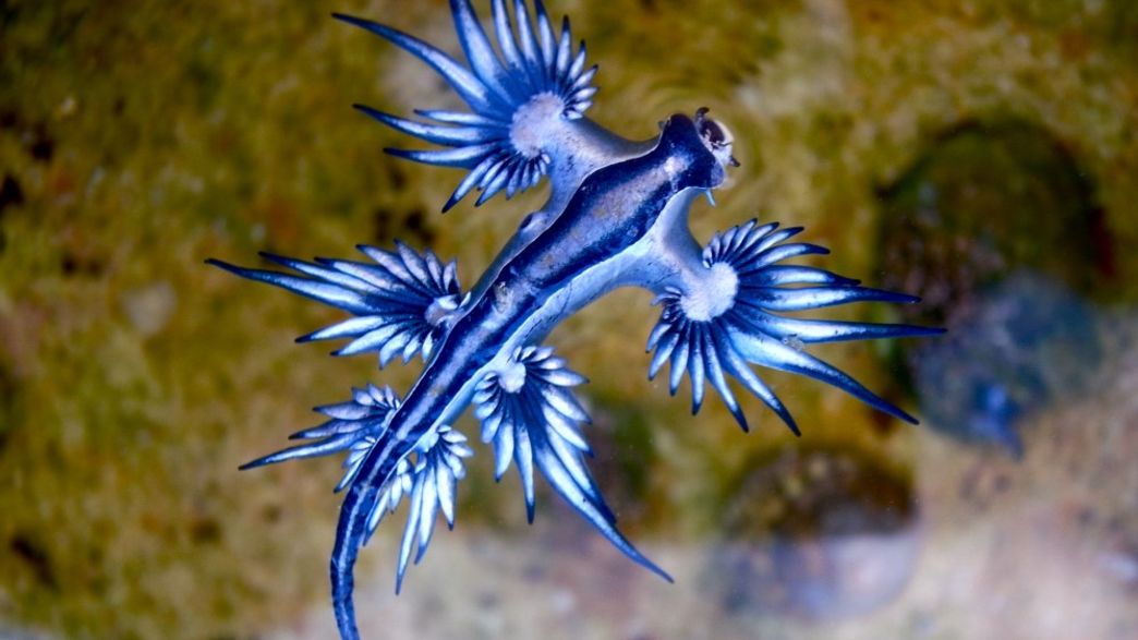 Bizarre "Blue Dragon" Sea Slugs Are Washing Up On Texas Coastlines ...