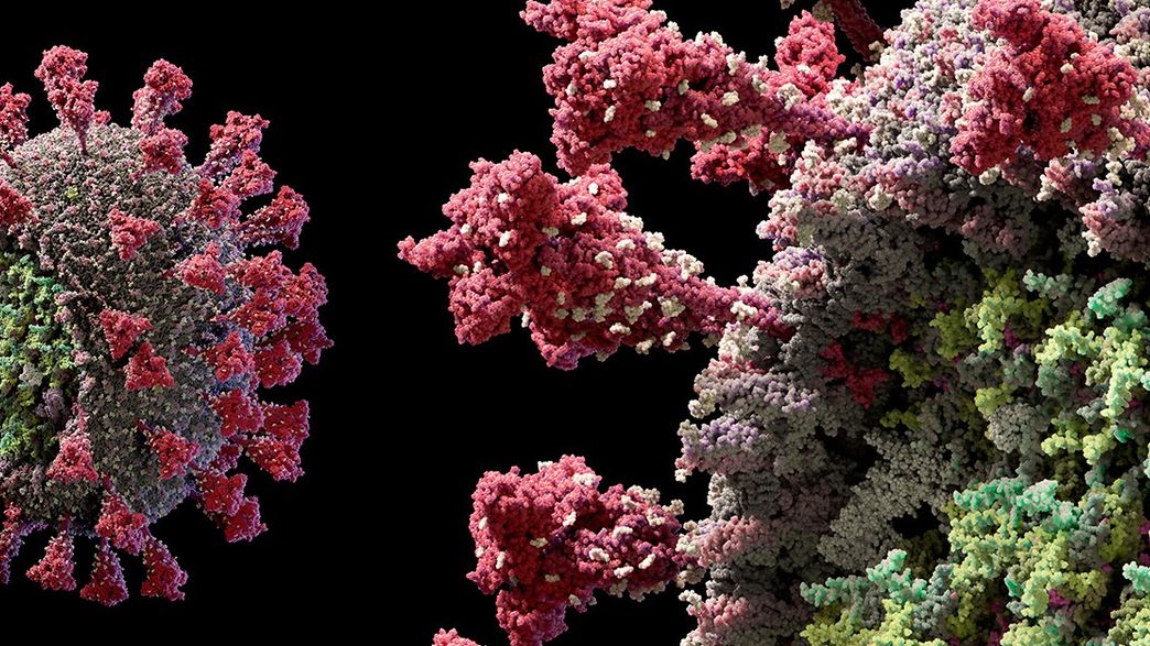 Newly Released 3D Video Shows SARS-CoV-2 In "Stunning Detail" | IFLScience