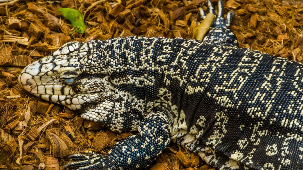 Georgia Wildlife Officials Ask Public For Help Eradicating Invasive 4 ...