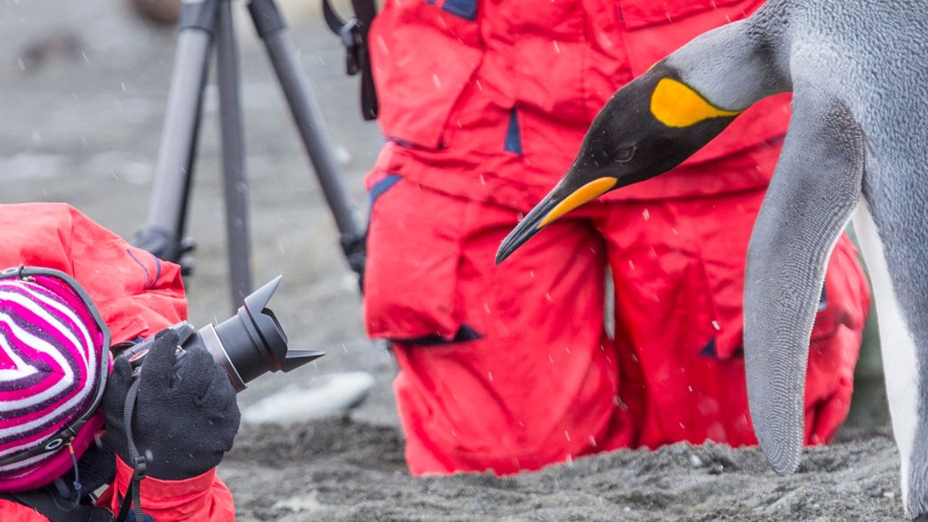 Antarctic Researchers Get The Giggles As Penguin Poop Produces Laughing ...