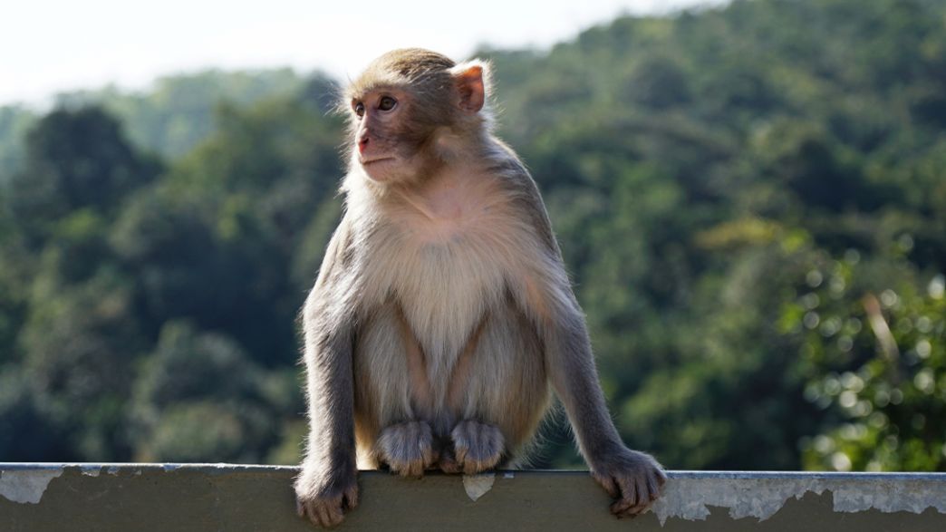 Scientists Control Brains Of Monkeys Using Ultrasonic Waves | IFLScience