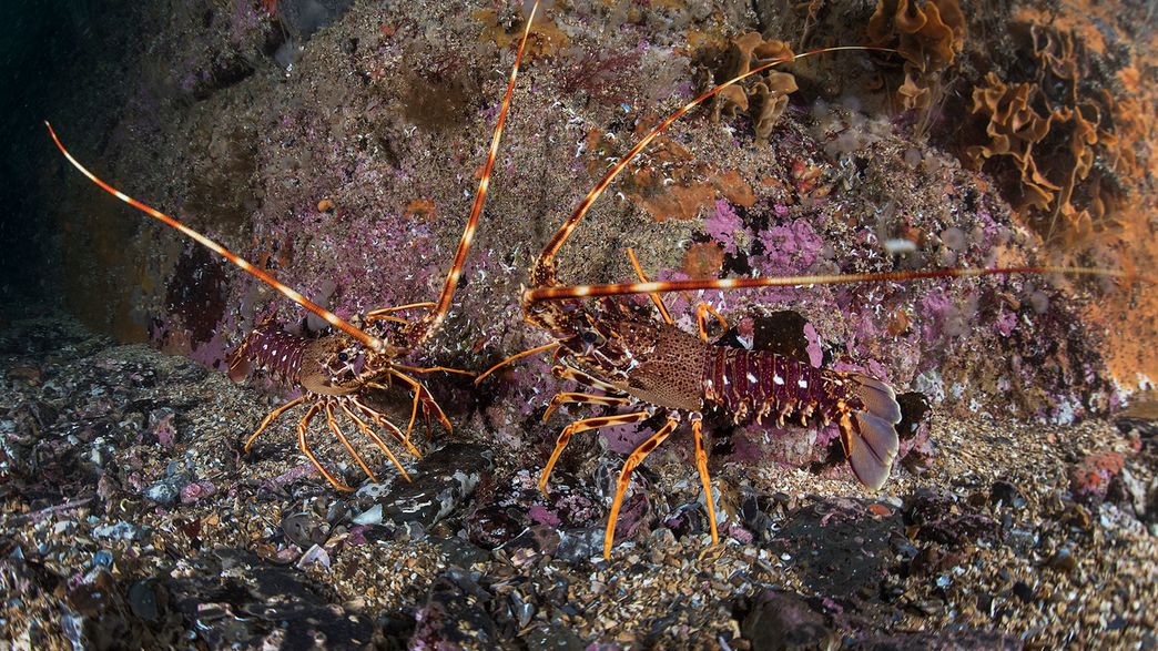 Spiny Lobsters Produce Fart Noises With Their Antennae That Can Be ...
