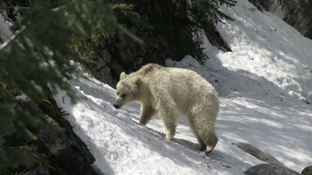 Extremely Rare White Grizzly Bear Warms Hearts In The Rocky Mountains ...