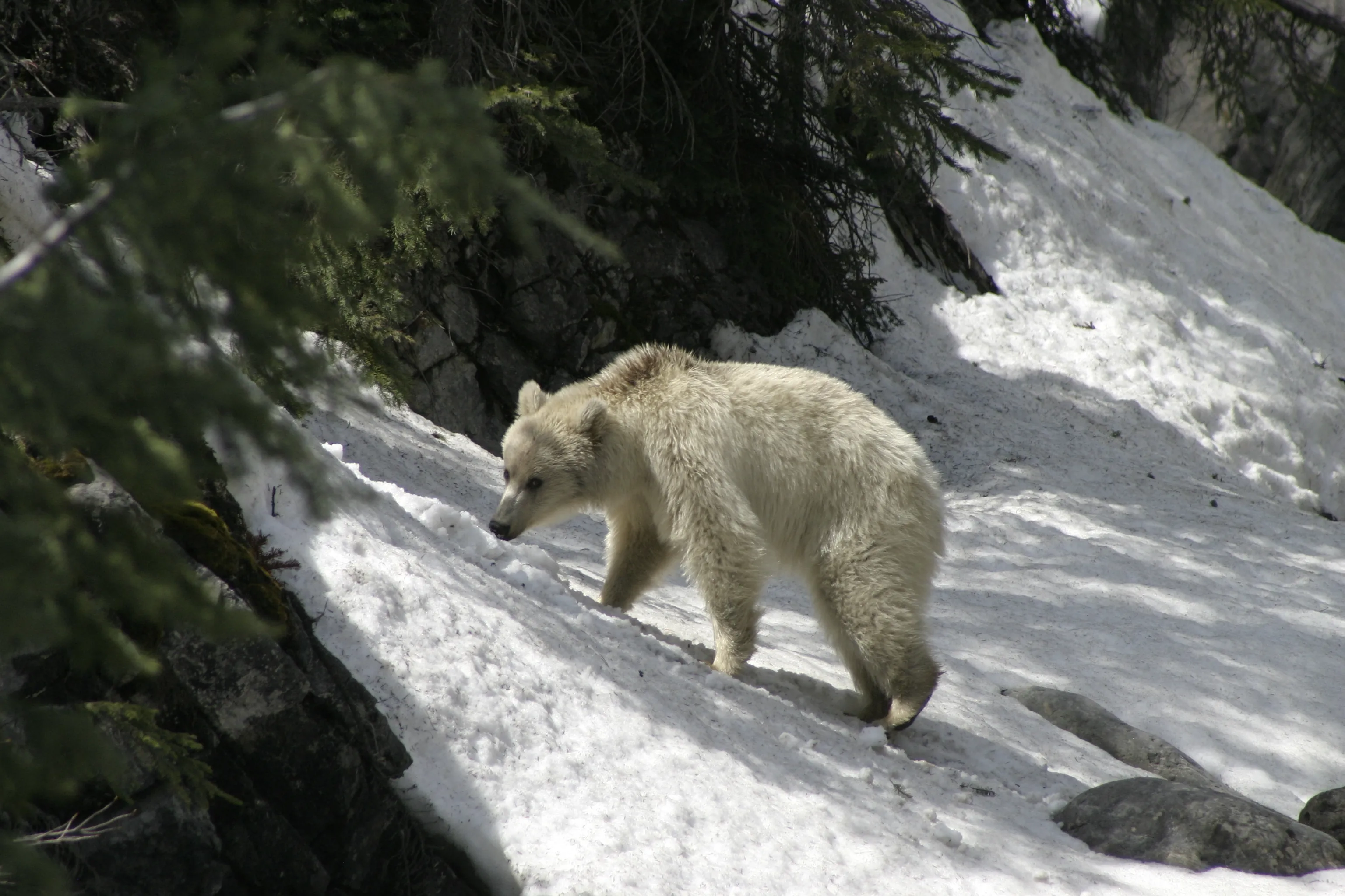 Albino Polar Bear Story