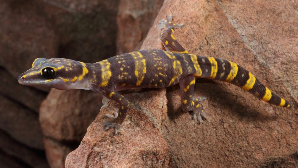 New Colorful Species Of Velvet Gecko Discovered In Australia | IFLScience