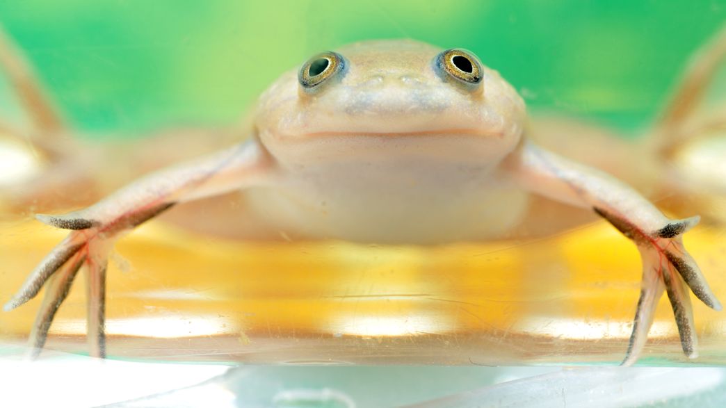 Retuning Bioelectric Brain Signals In Frog Embryos Reverses Birth ...