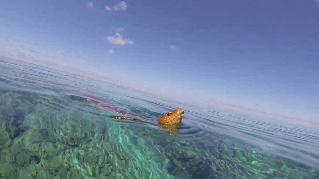 Sea Snakes Adapted To Marine Life By Developing Primate-Like Color ...
