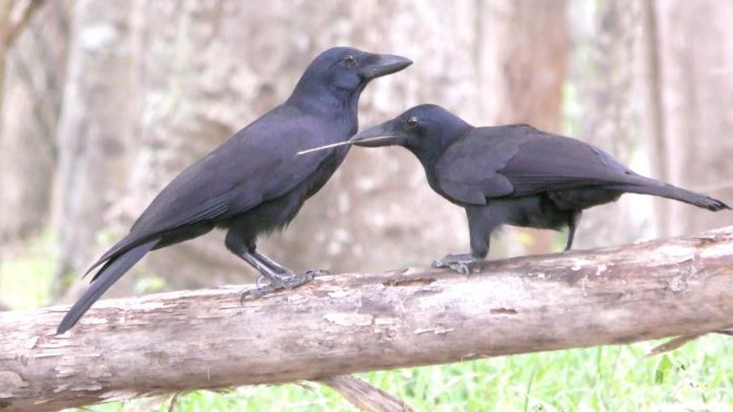 Extended Parental Care Is Key To Crows' High Intelligence | IFLScience