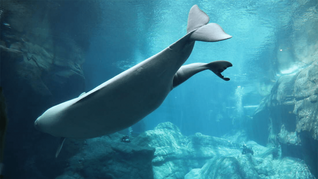 Watch The Incredible Moment A Baby Beluga Is Born | IFLScience