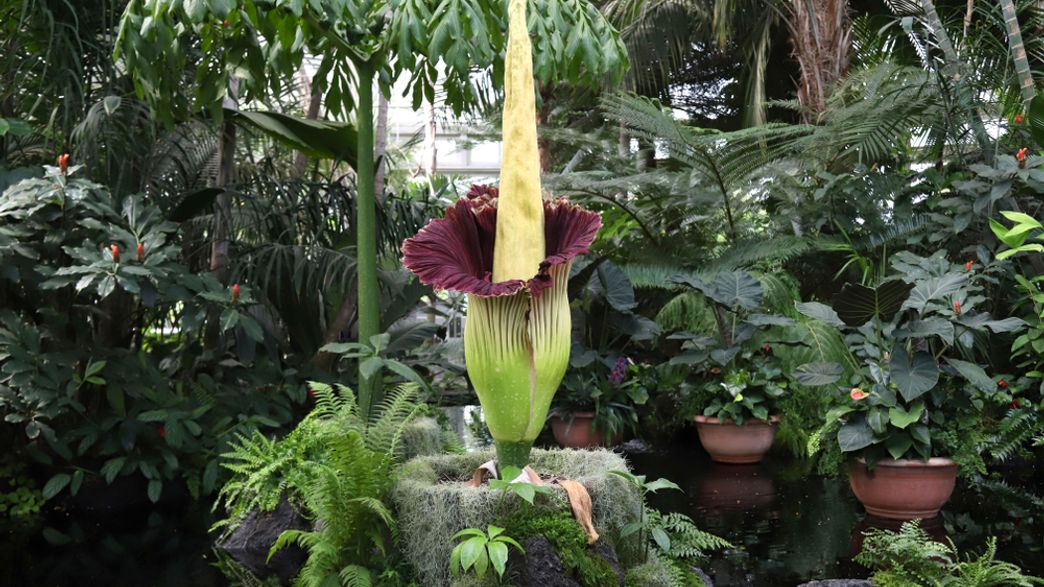 Watch This Livestream Of A Once-In-A-Decade Corpse Flower Briefly In ...