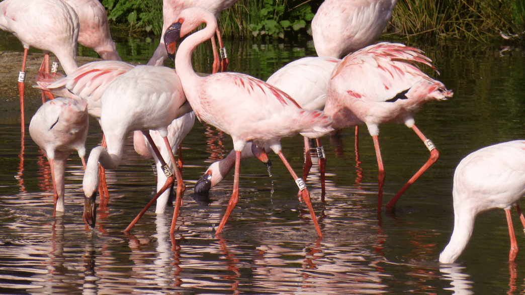 The Pinker The Flamingo, The Angrier The Bird | IFLScience