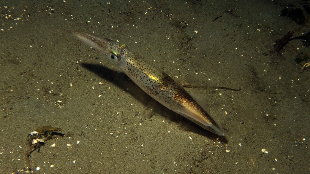 Genetically Engineered Human Cells Can Change Color Like A Scared Squid ...