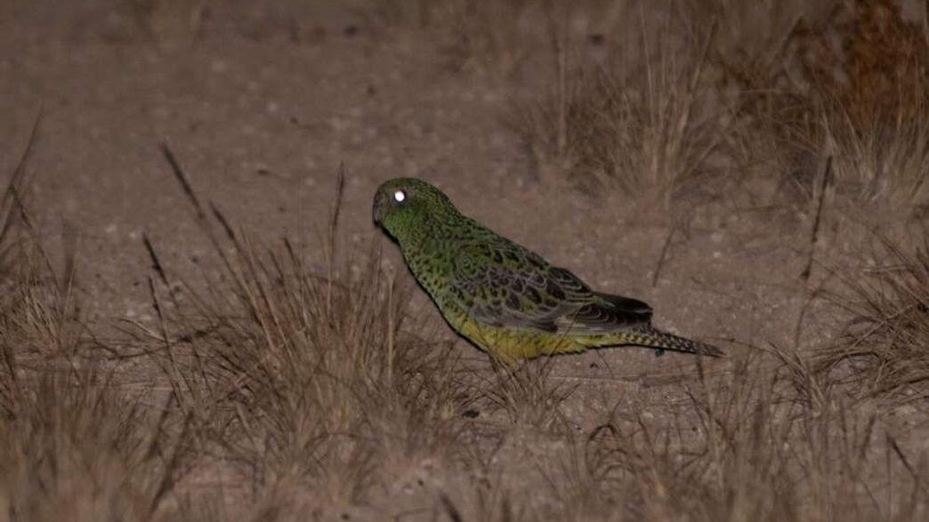 Australia's Mysterious Night Parrot Not Much Better At Seeing In The ...