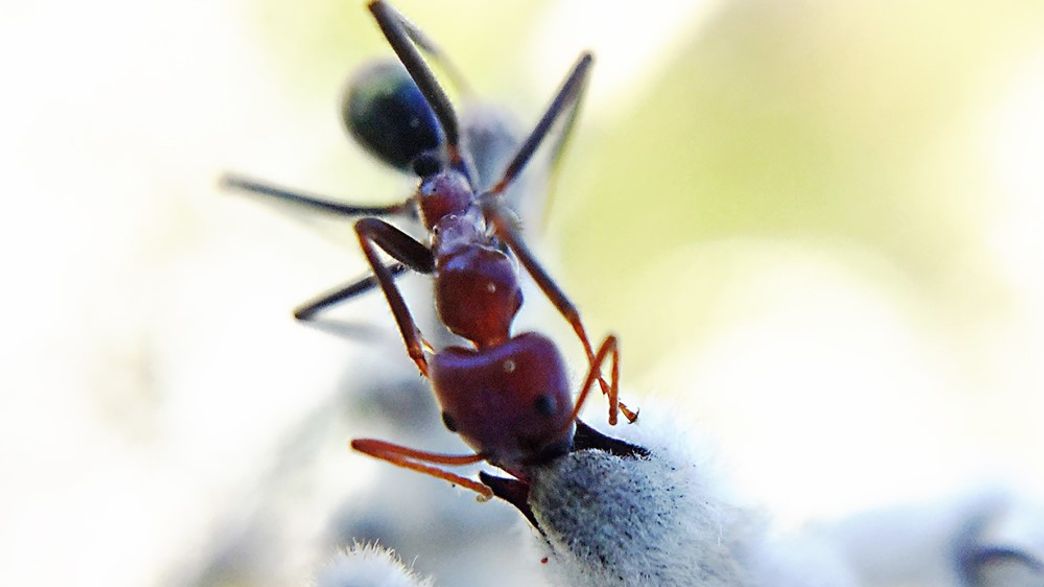 World-First Discovery Finds Plant Has Evolved To Utilize Ants As ...