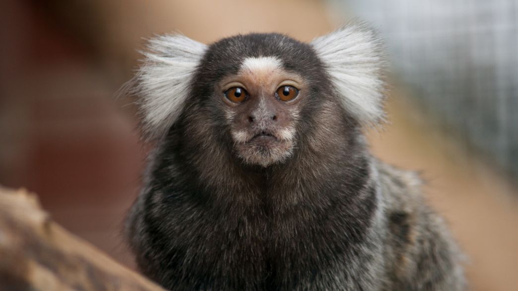 Scientists Make Bigger Monkey Brains With The Help Of A Human Gene ...