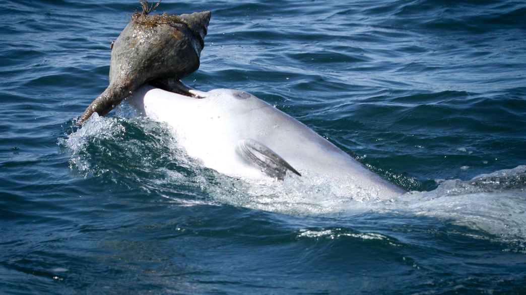 Dolphins Learn How To Trap Fish Inside Shells From Their Peers | IFLScience