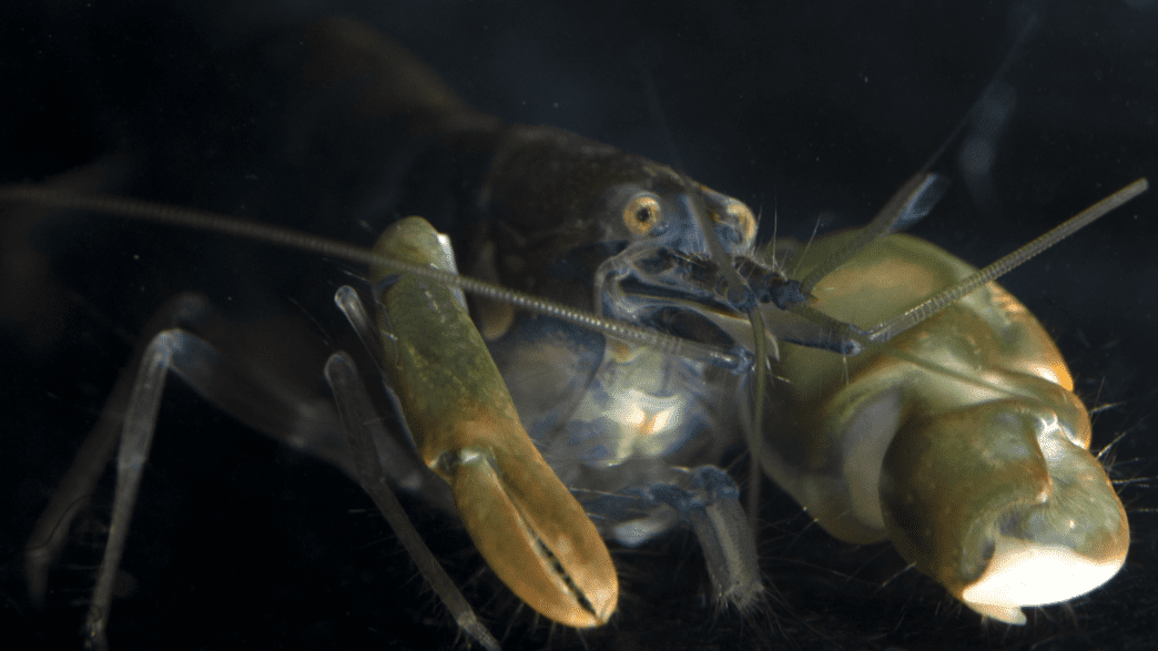 Snapping Shrimp Have Some Of The Fastest Eyes In The Animal Kingdom ...