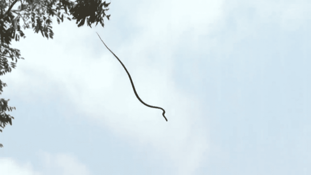 Mystery Of How Snakes “Fly,” Or At Least Fall With Style, Solved ...