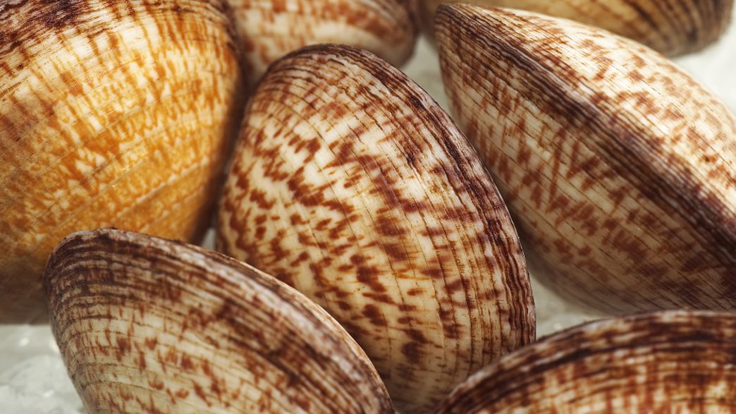 Ancient Humans Collected Shells With Holes In To Paint And Thread Onto ...