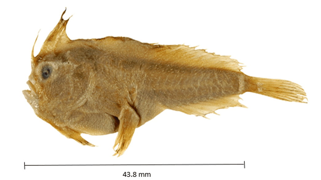 A Handfish Species Has Been Declared Extinct, Setting A Grim Marine ...