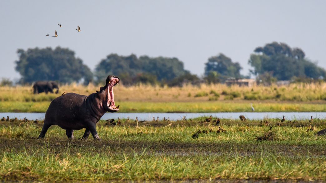 Our Ancestors Wielded Hippo Bone Axes 1.4 Million Years Ago | IFLScience